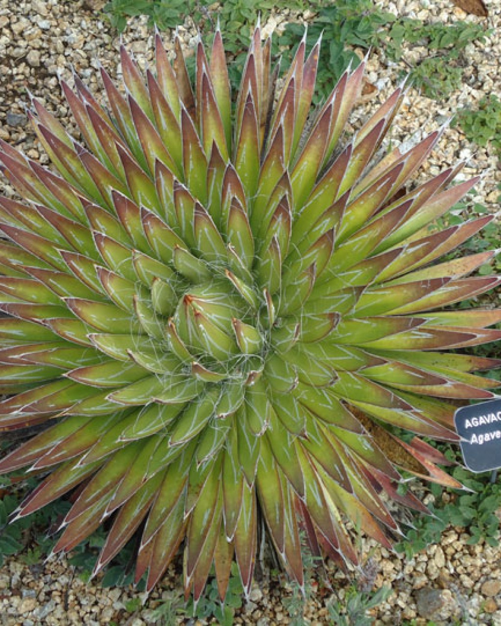 Agave Filifera - insukuland