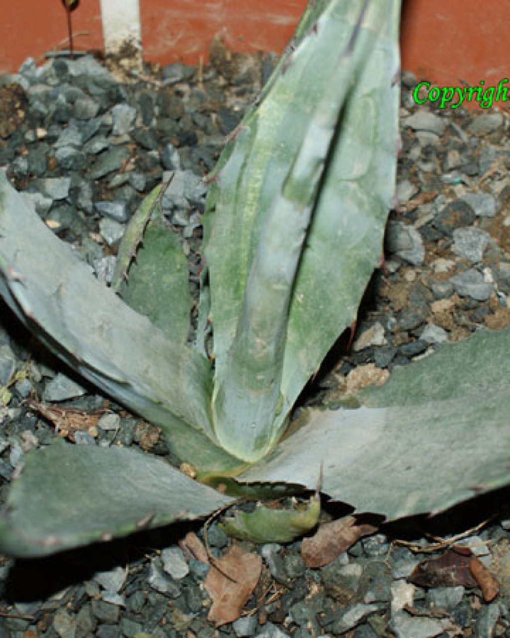 Agave Flexispina - insukuland