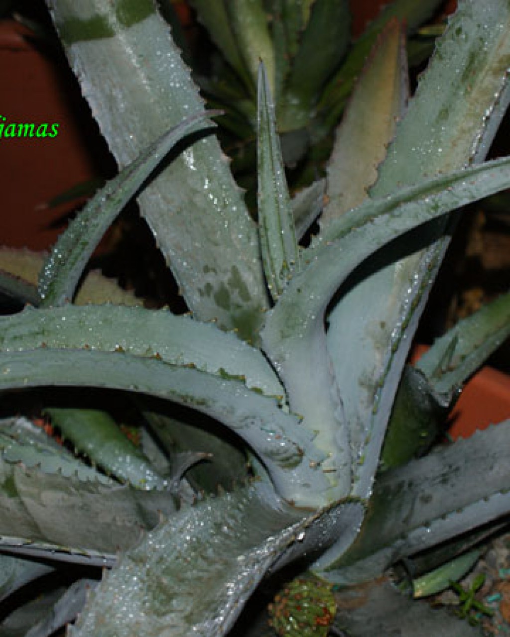 Agave Marmorata - insukuland