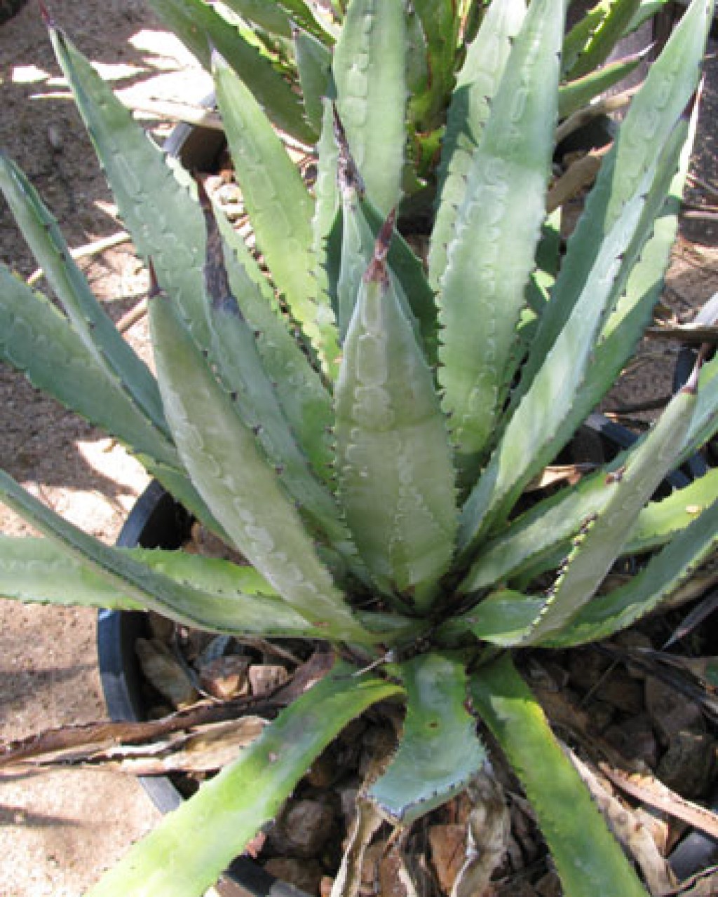 Agave Murpheyi Insukuland