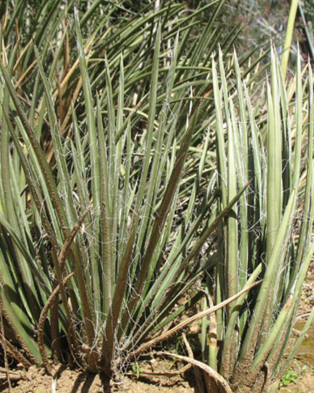 Agave Schottii - insukuland