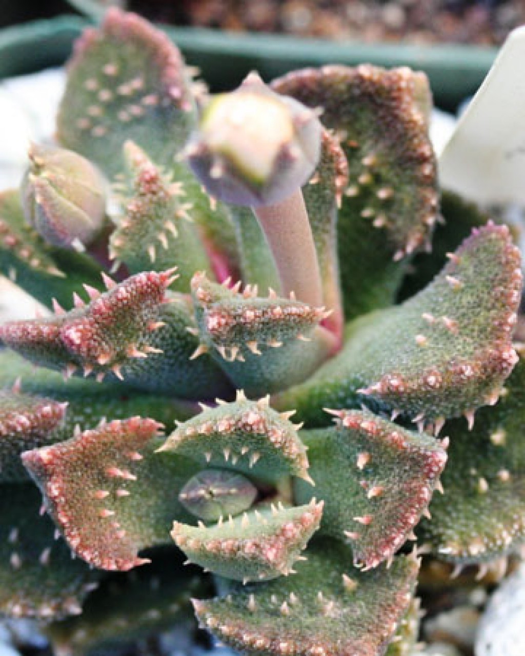 Aloinopsis Setifera - insukuland
