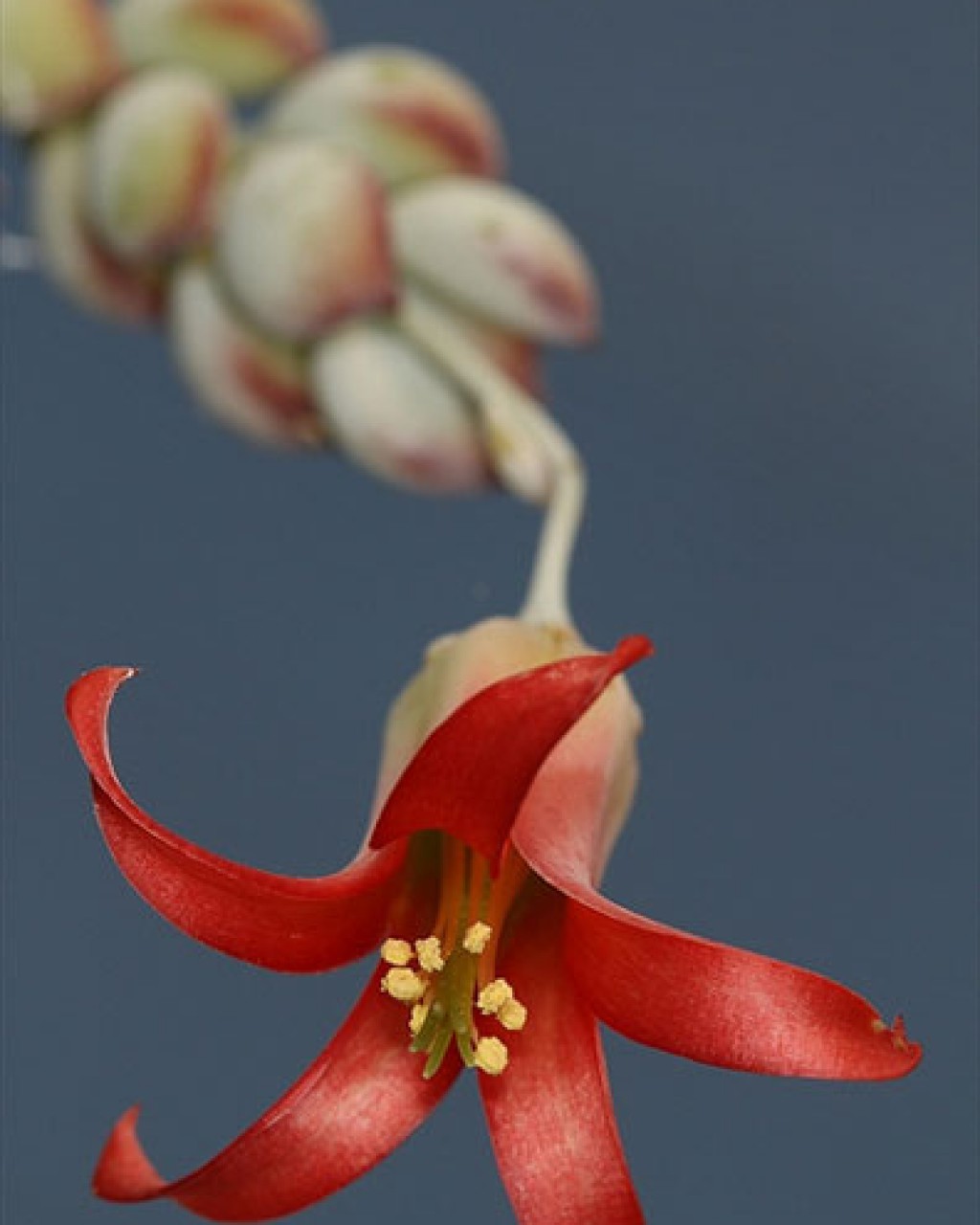 Cotyledon Pendens - insukuland