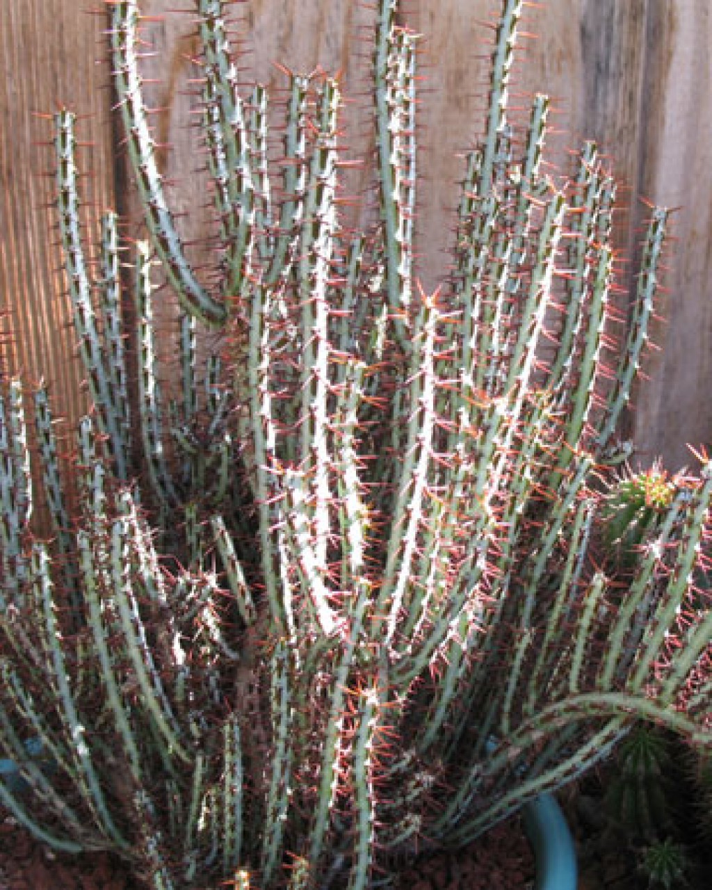 Euphorbia Aeruginosa - insukuland