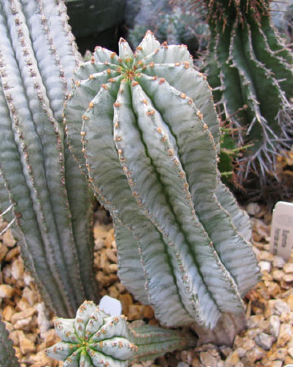 Euphorbia Horrida - insukuland