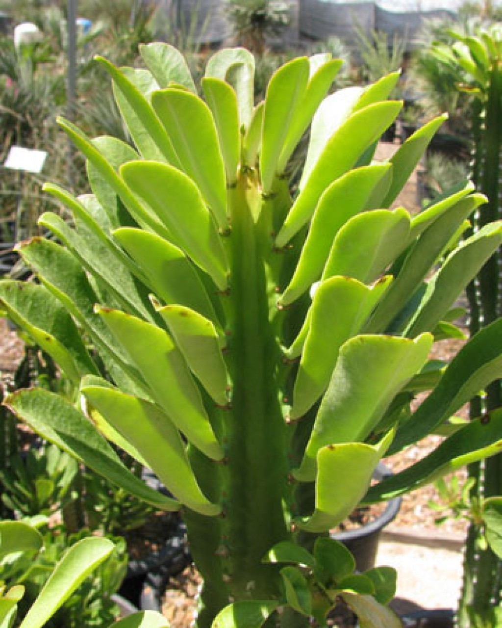 Euphorbia Royleana - insukuland