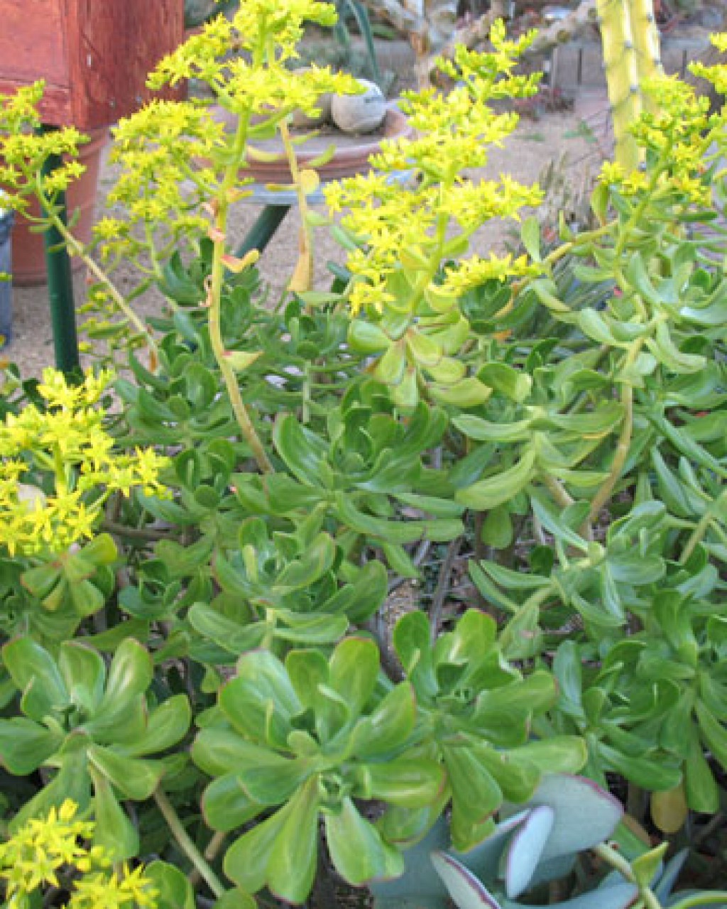 Sedum Dendroideum - insukuland