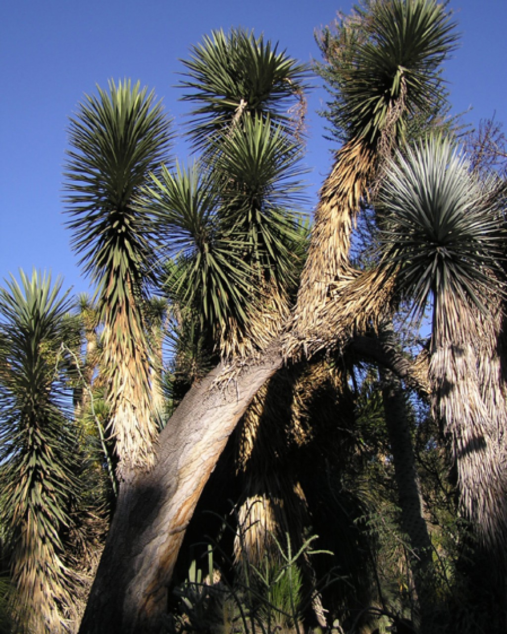Yucca Filifera - insukuland