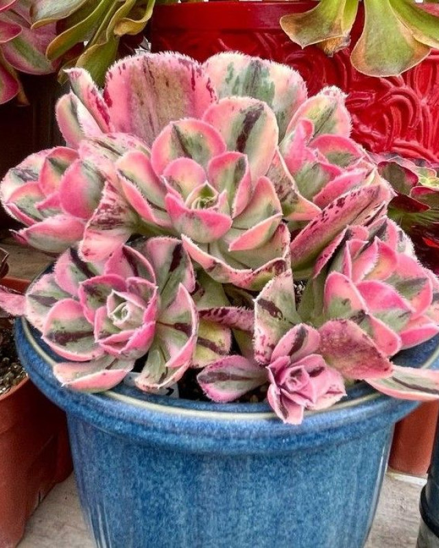 Aeonium 'Marnier-Lapostolle Variegatum' - insukuland