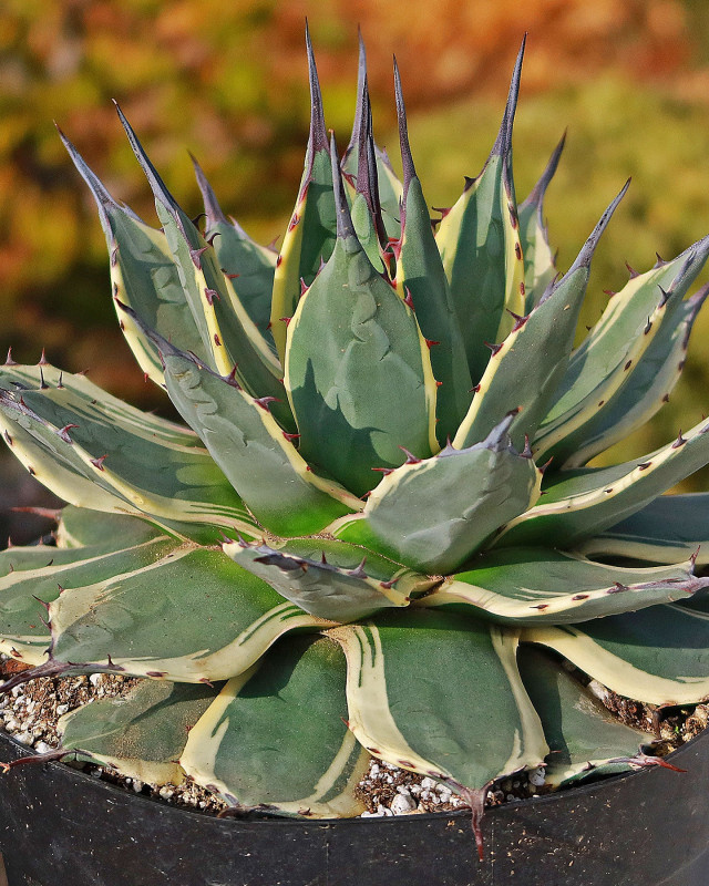Agave applanata 'Cream Spike' - insukuland