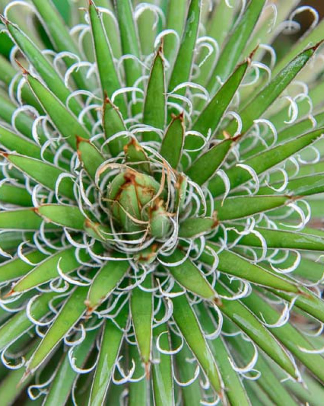 Agave filifera - insukuland