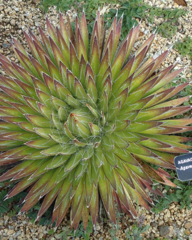Agave Filifera - insukuland