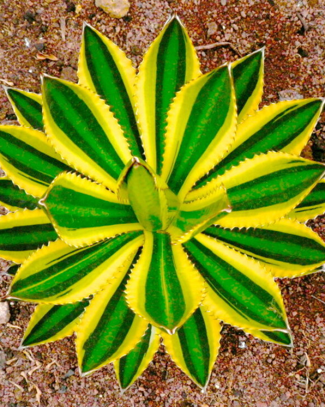Agave lophantha 'Quadricolor' - insukuland