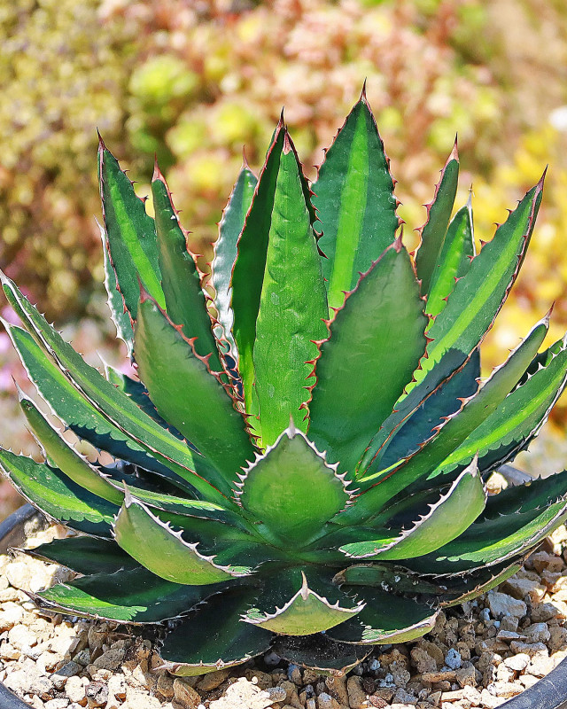 Agave lophantha 'Splendida' - insukuland