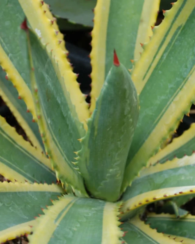 Agave murpheyi 'Engard' - insukuland