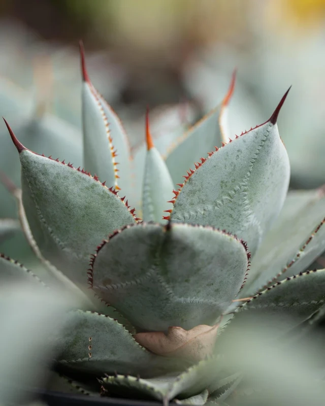 Agave pygmaea 'Dragon Toes' - insukuland