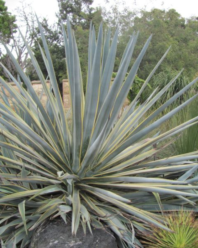 Agave tequilana 'Sunrise' - insukuland