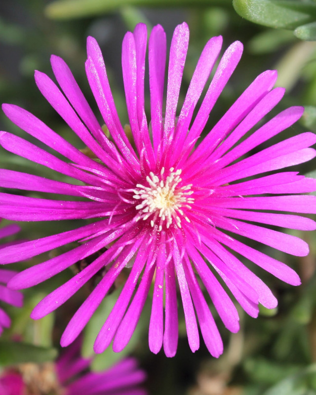 Aizoaceae - insukuland