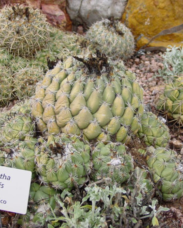 Coryphantha - insukuland