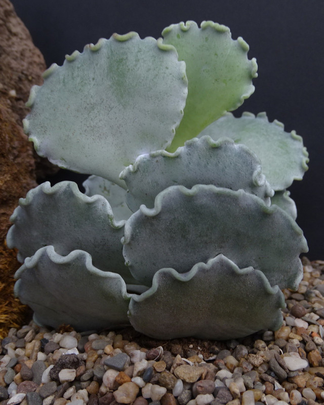 Cotyledon orbiculata 'Mucronata' - insukuland