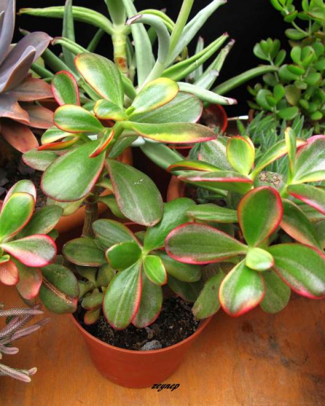 Crassula ovata 'Hummel's Sunset Variegata' - insukuland
