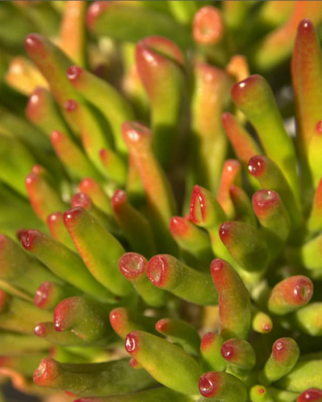 Crassula ovata 'Skinny Fingers' - insukuland