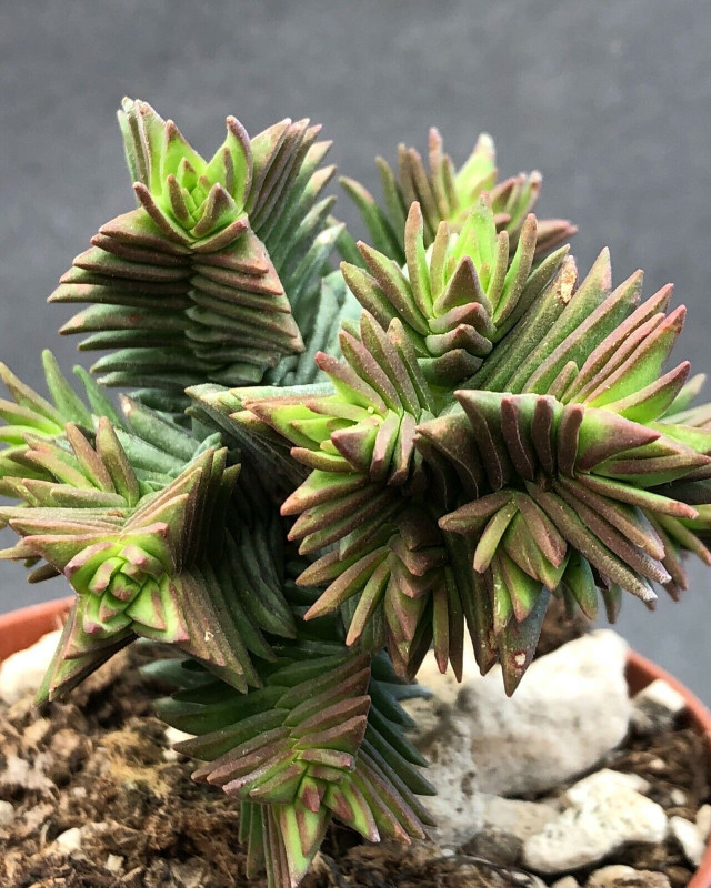 Crassula pyramidalis x congesta - insukuland