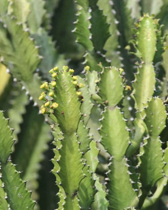 Euphorbia antiquorum - insukuland