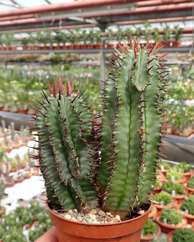 Euphorbia horrida - insukuland