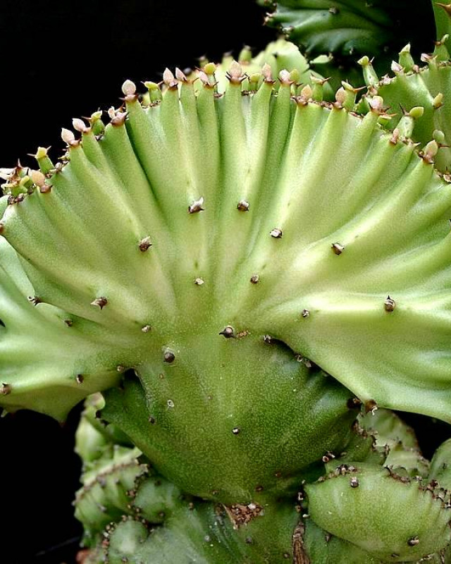 Euphorbia Lactea Cristata Insukuland
