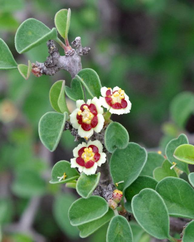 Euphorbia misera - insukuland