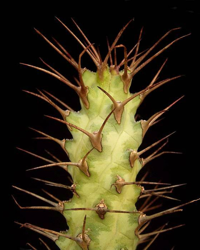 Euphorbia prona - insukuland