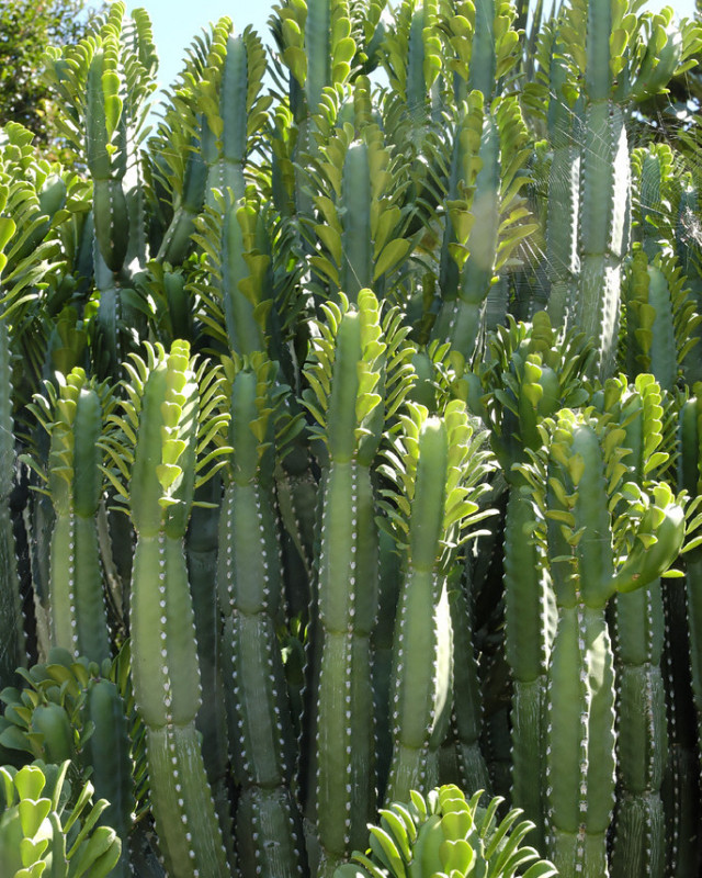 Euphorbia royleana - insukuland