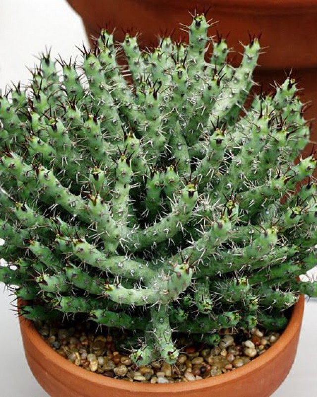 Euphorbia umbonata - insukuland