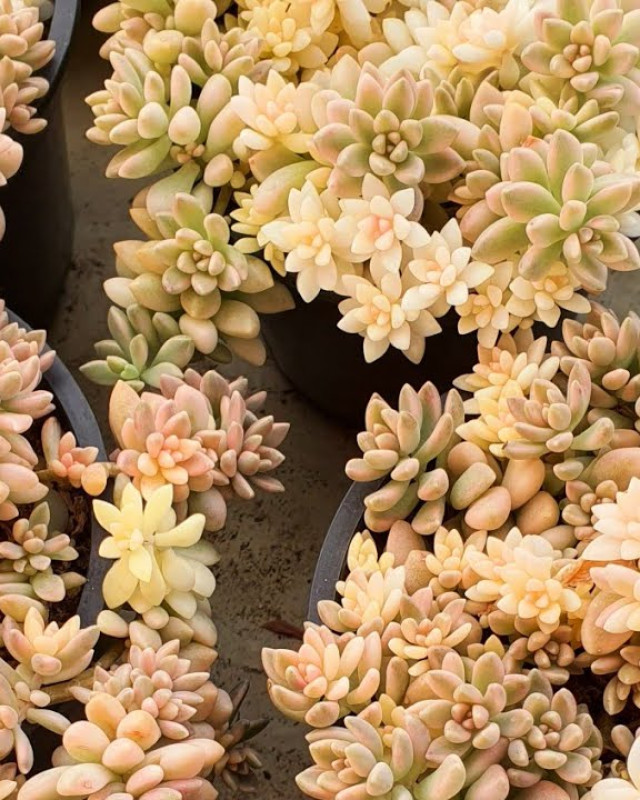 Graptopetalum 'Mirinae Variegatum' - insukuland