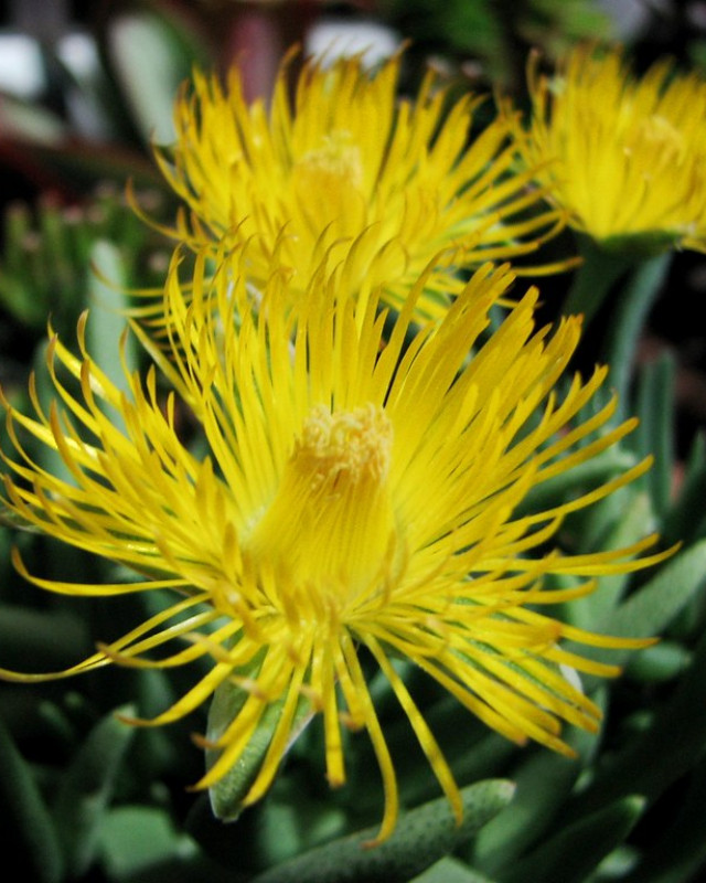 Bitkiler - insukuland