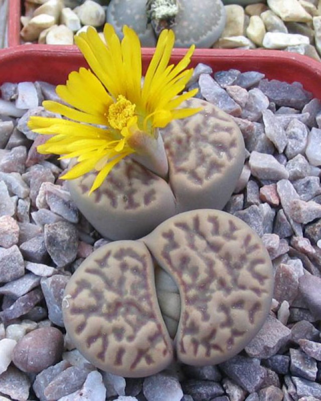 Lithops bromfieldii - insukuland