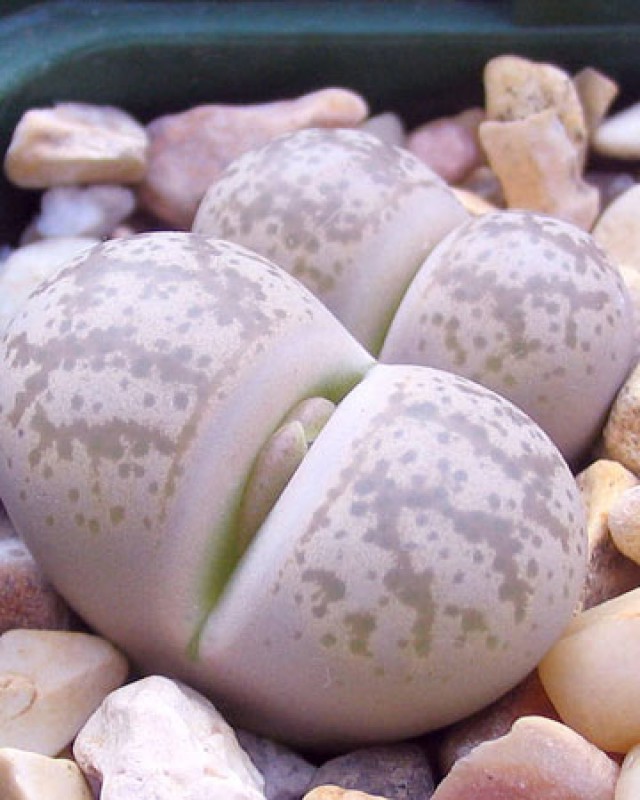 Lithops coleorum - insukuland