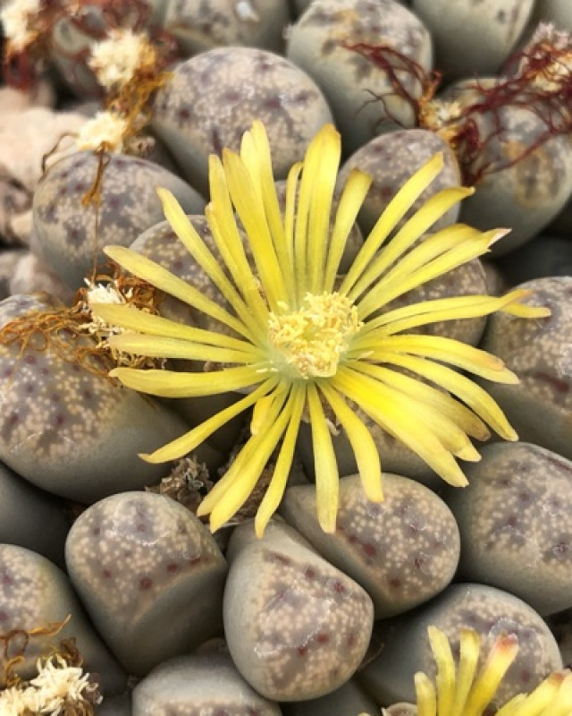 Lithops dinteri - insukuland