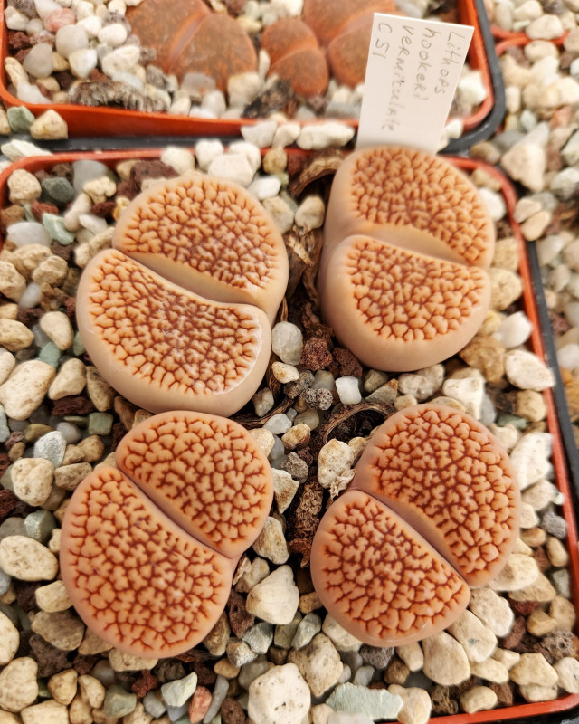 Lithops hookeri - insukuland