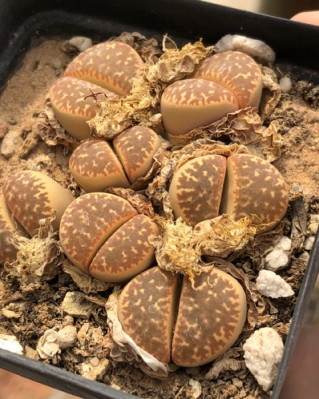 Lithops naureeniae - insukuland