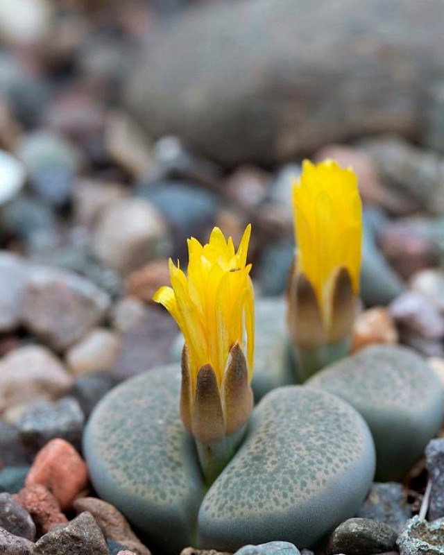 Lithops terricolor - insukuland