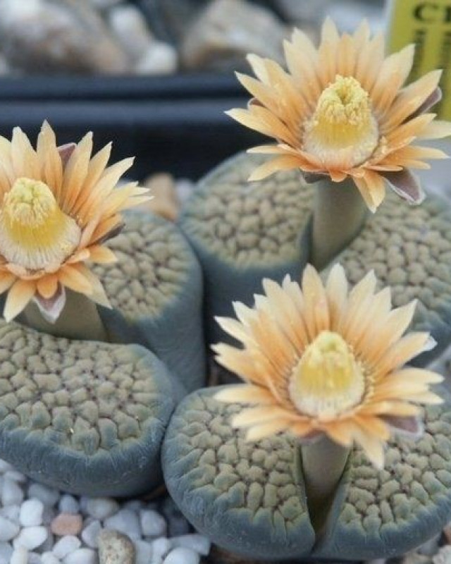 Lithops verruculosa - insukuland