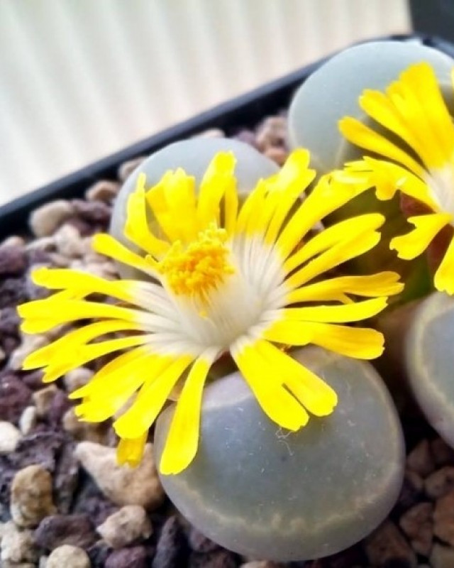 Lithops viridis - insukuland