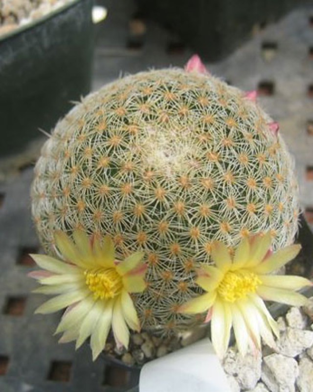 Mammillaria Solisioides - insukuland