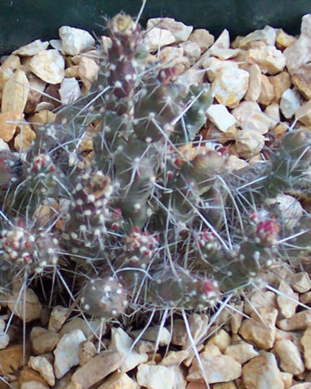 Micropuntia Pulchella - insukuland