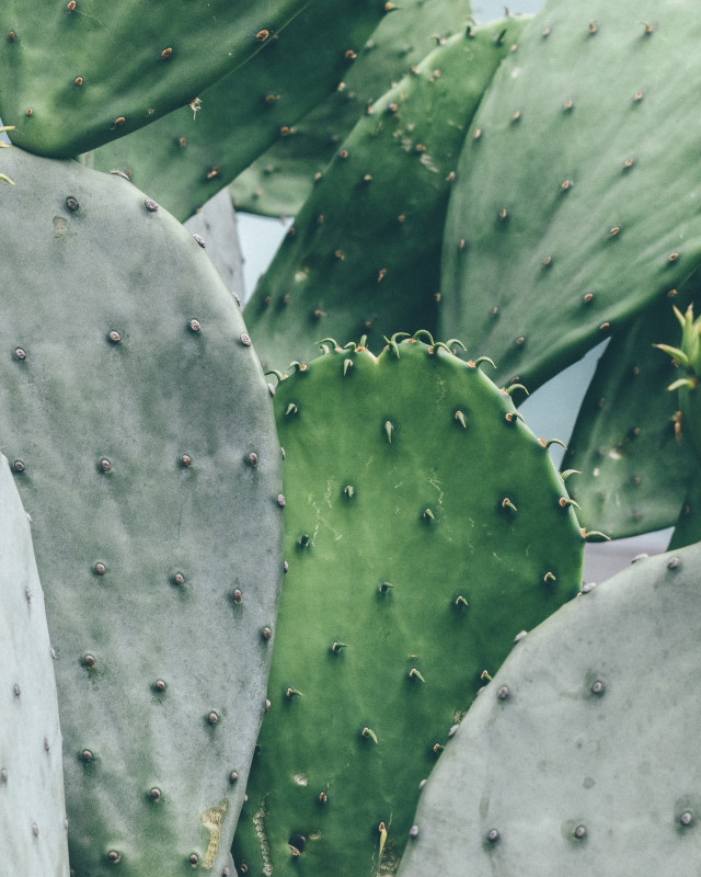 Opuntia ficus-indica - insukuland