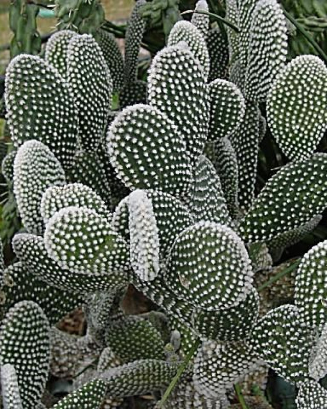 Opuntia microdasys albata - insukuland