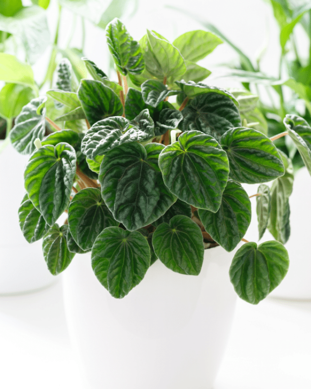 Peperomia caperata - insukuland