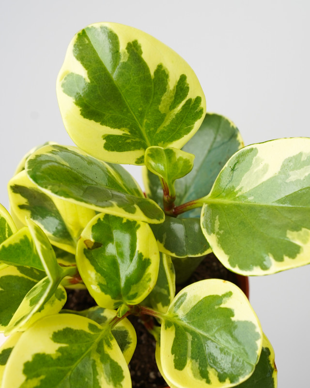 Peperomia obtusifolia 'Variegata' - insukuland